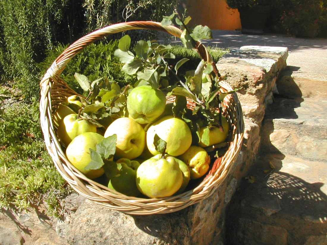 Quince Paste – Flexitarian Kitchen